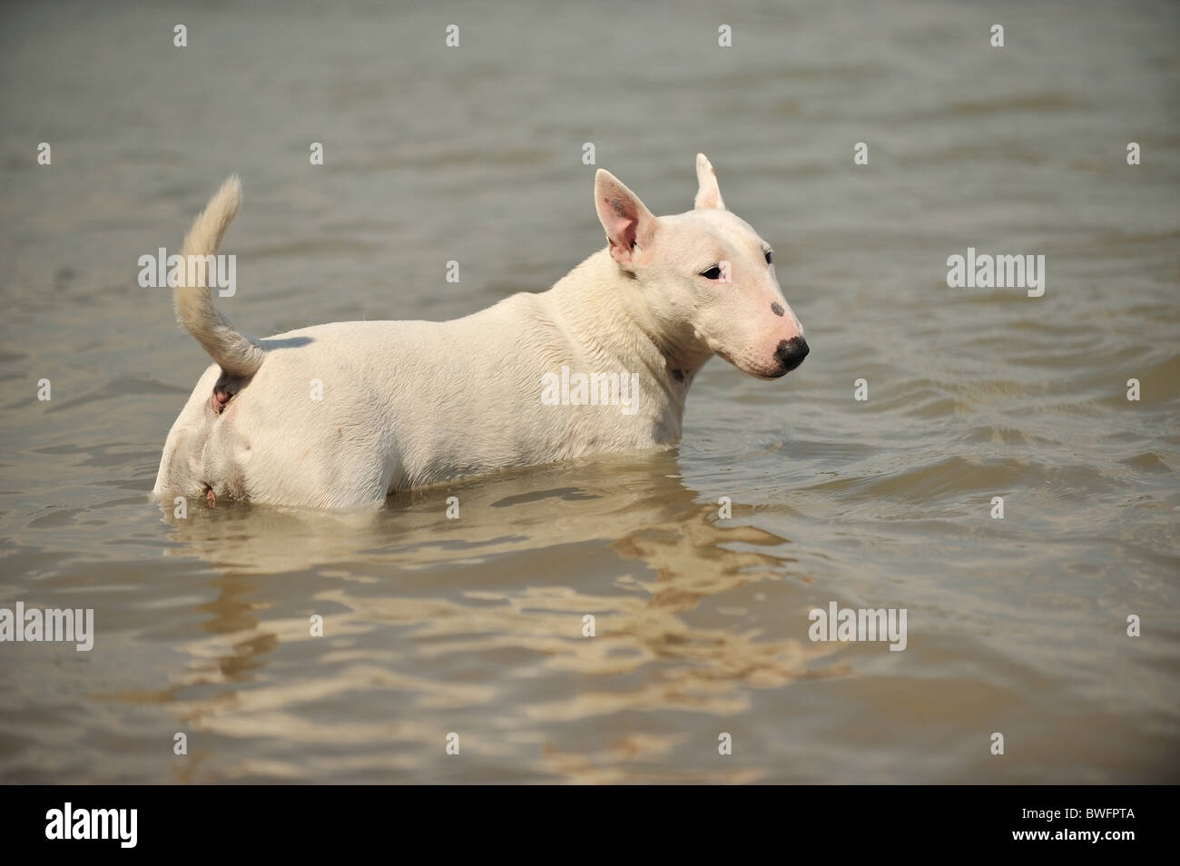 English sea dogs hi-res stock photography and images - Alamy