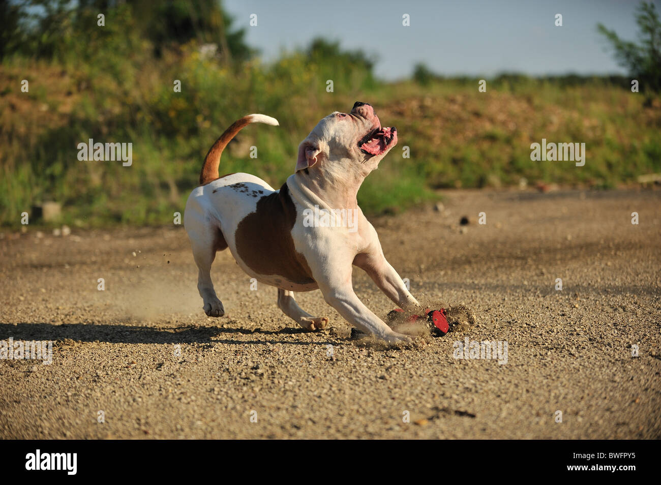playing American Bulldog Stock Photo - Alamy