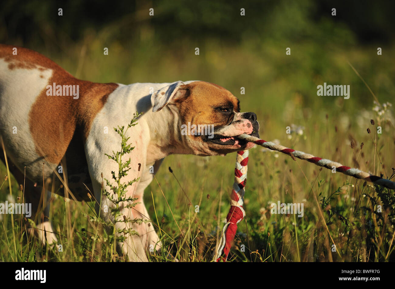 playing American Bulldog Stock Photo - Alamy