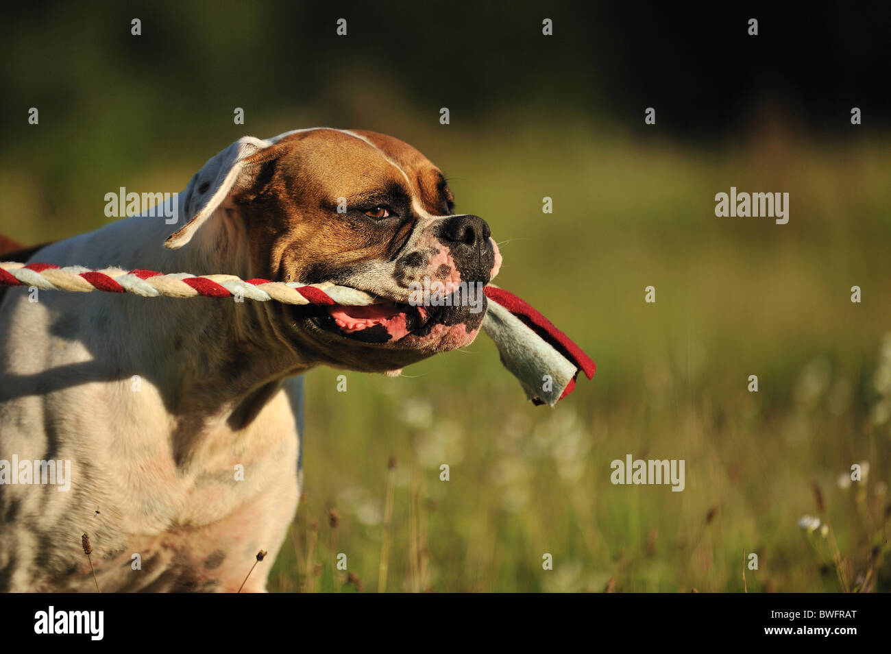 playing American Bulldog Stock Photo - Alamy
