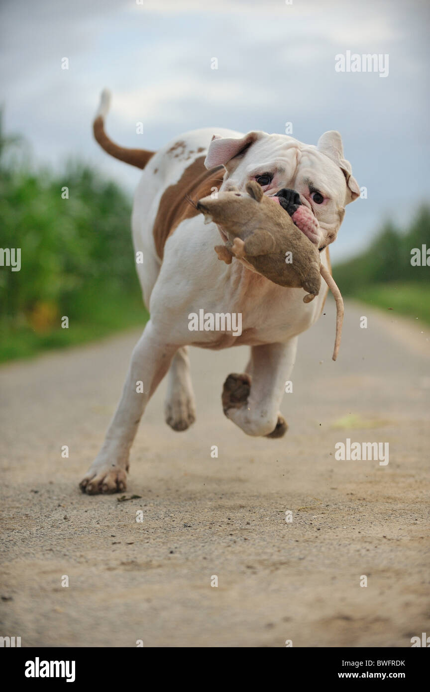 playing American Bulldog Stock Photo - Alamy