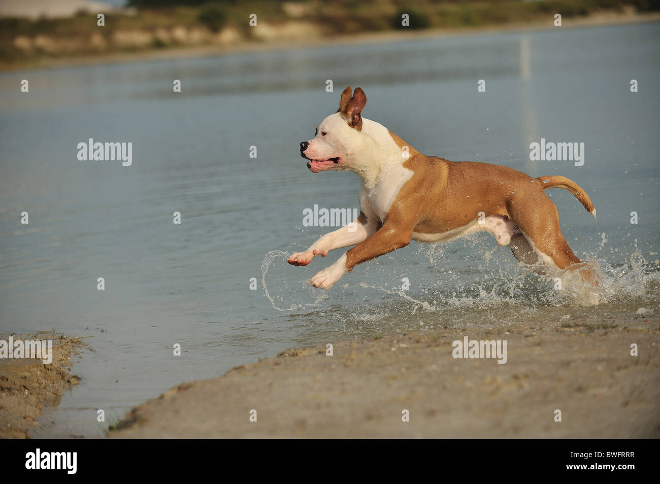 running American Bulldog Stock Photo - Alamy