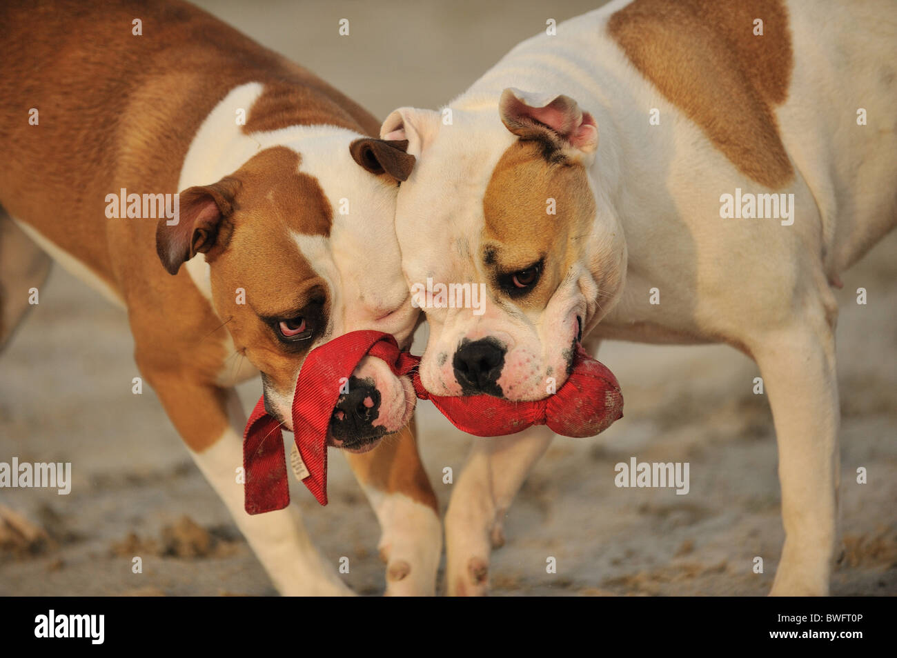 playing American Bulldogs Stock Photo - Alamy