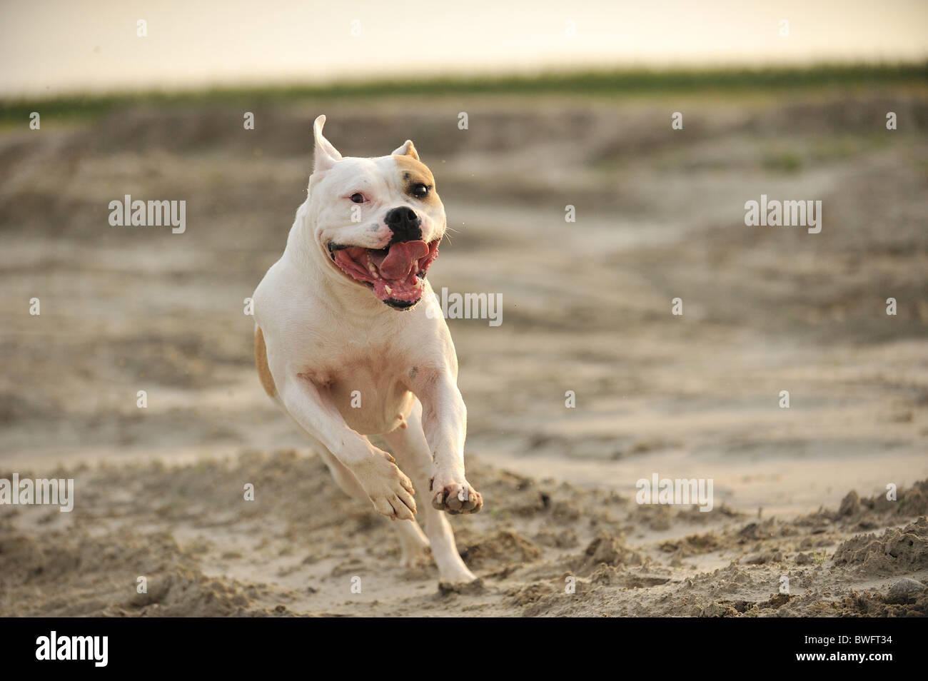 running American Bulldog Stock Photo - Alamy