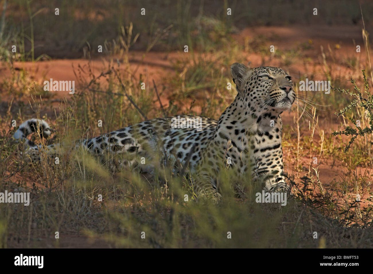 Kalahari Leopard lying on dune in red sand, Kgalagadi Transfrontier ...