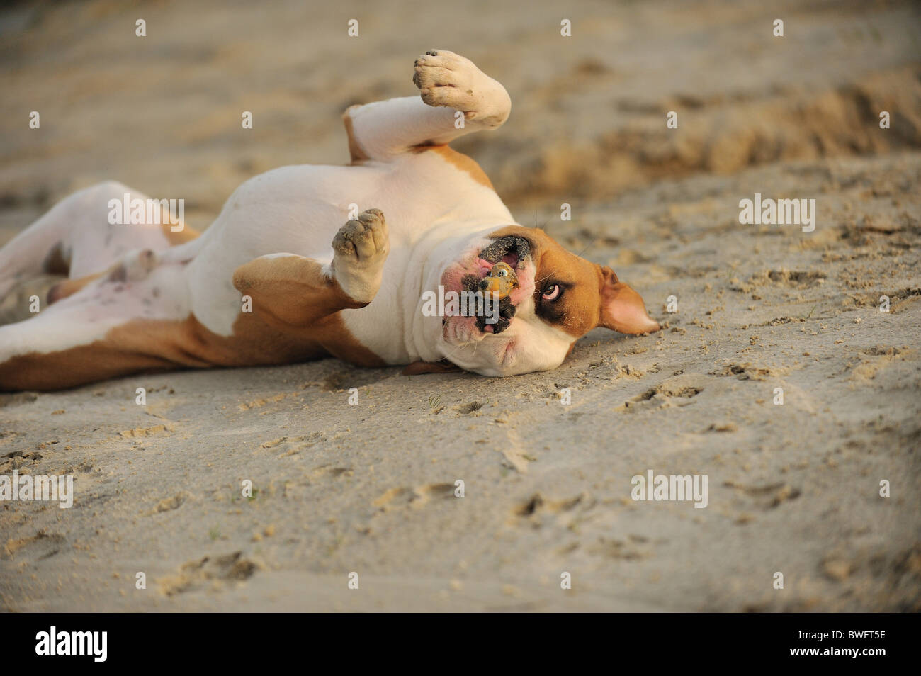 rolling American Bulldogs Stock Photo - Alamy
