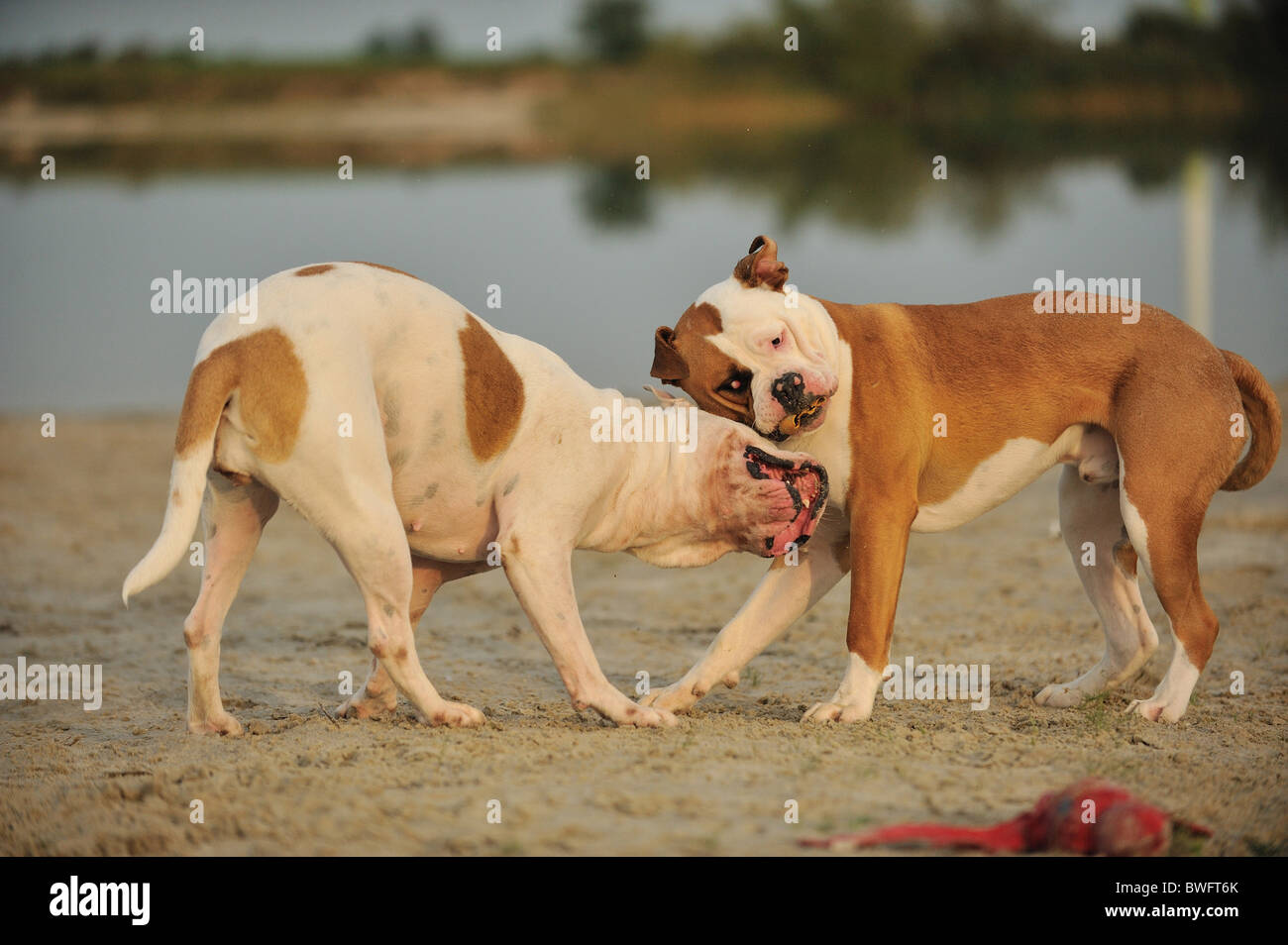 playing American Bulldogs Stock Photo - Alamy