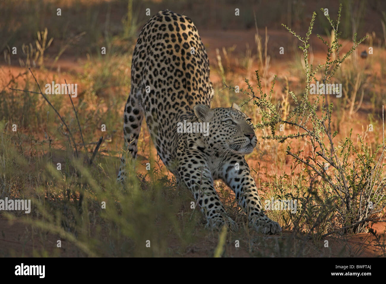 Kalahari Leopard stretching on dune in red sand, Kgalagadi ...