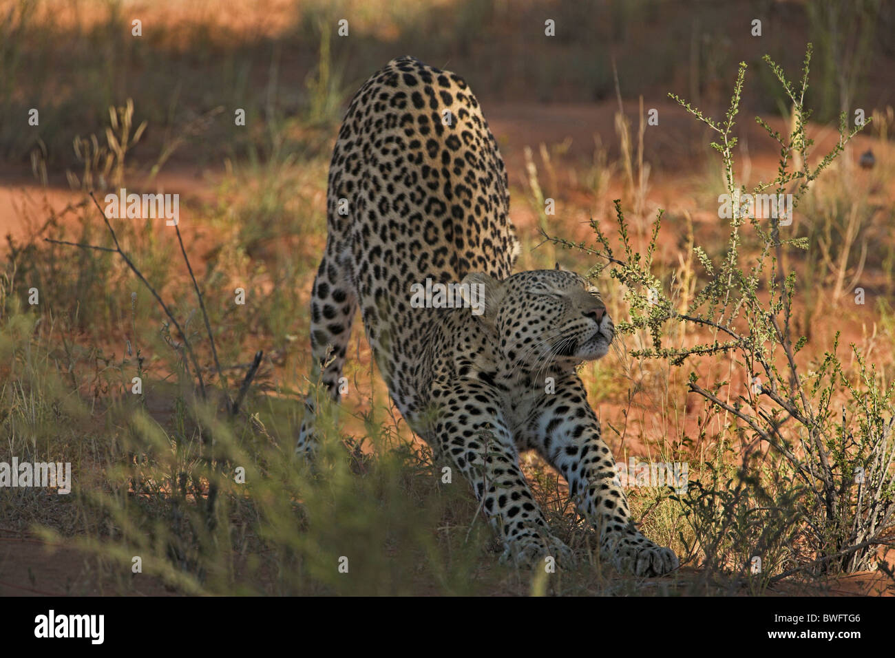 Two Kalahari Leopards on dune in red Kalahari sand, Kgalagadi ...