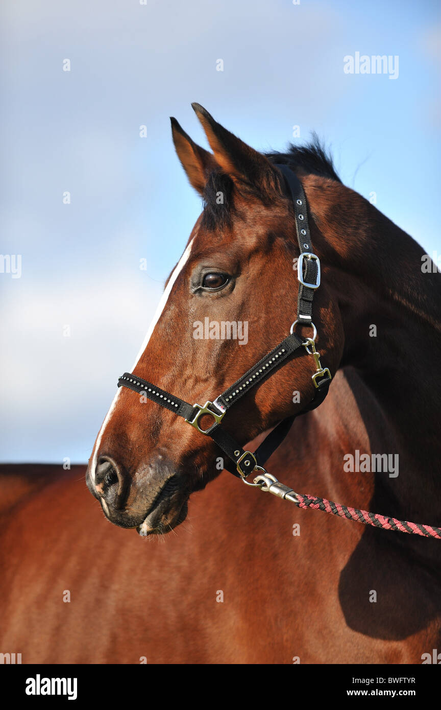 Oldenburger horse portrait Stock Photo - Alamy