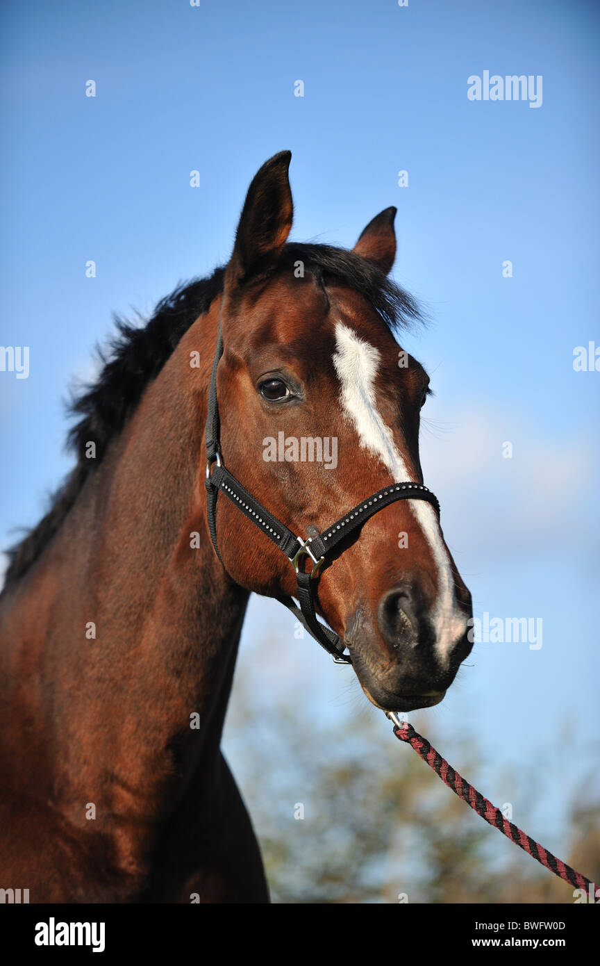 Oldenburger horse portrait hi-res stock photography and images - Alamy