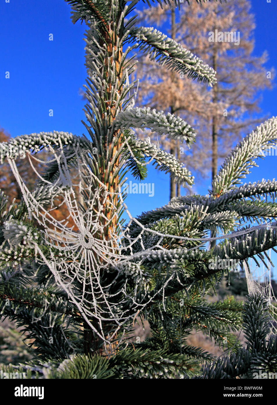 Colourful spiders hi-res stock photography and images - Alamy
