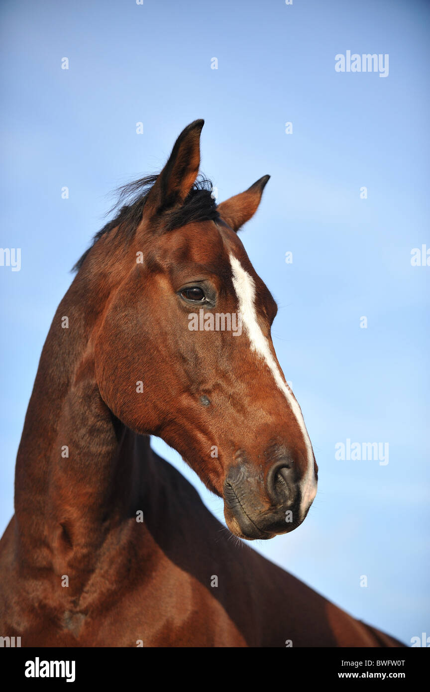 Oldenburger horse portrait hi-res stock photography and images - Alamy