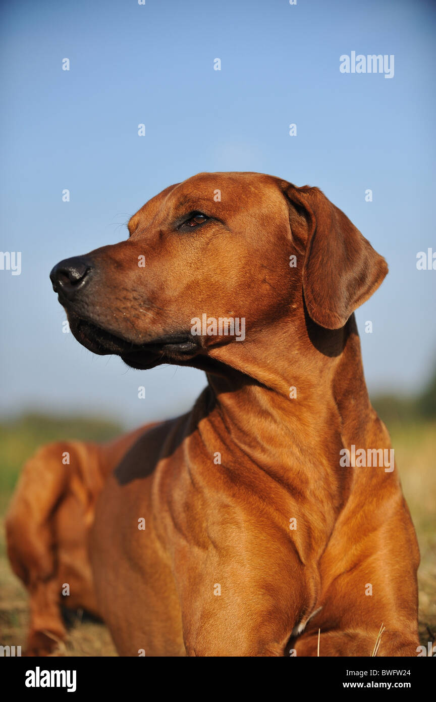 Rhodesian Ridgeback Portrait Stock Photo - Alamy
