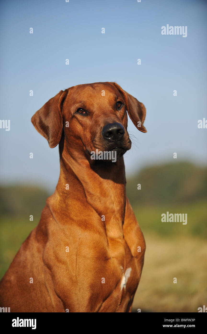 Rhodesian Ridgeback Portrait Stock Photo - Alamy