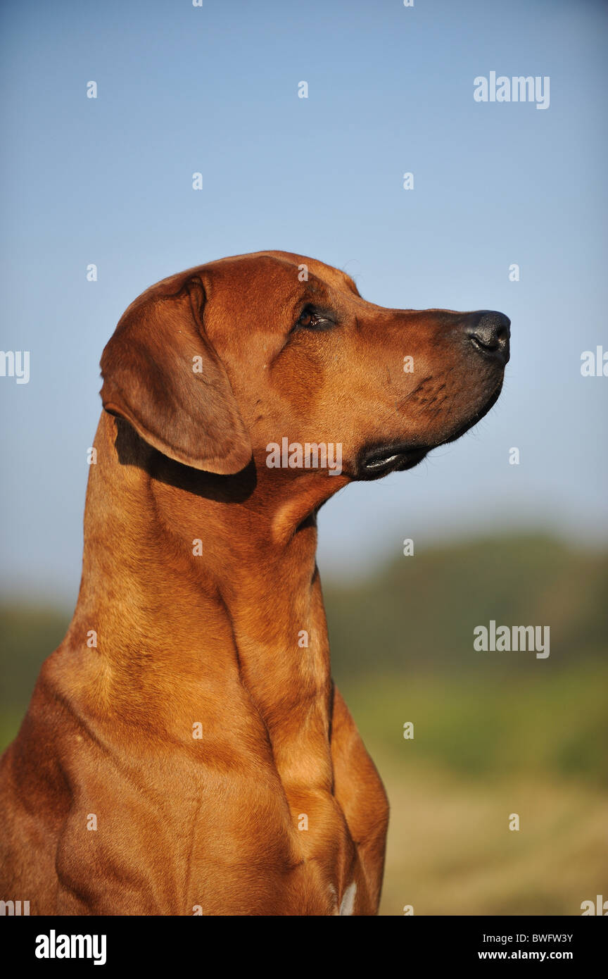 Rhodesian Ridgeback Portrait Stock Photo - Alamy