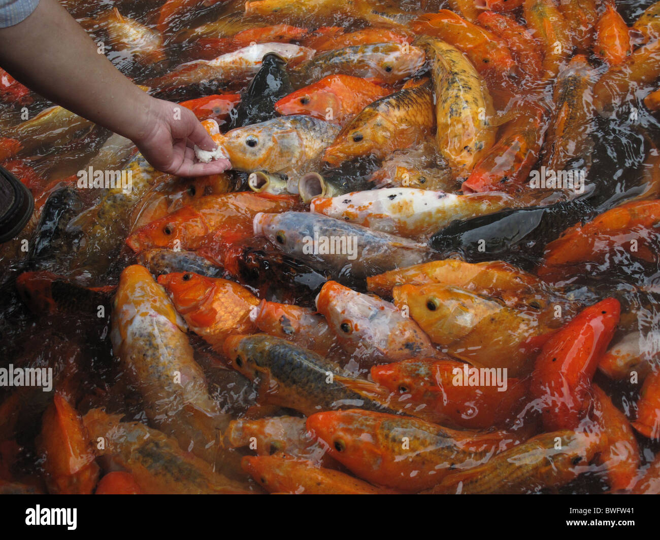 Feeding carps hi-res stock photography and images - Alamy