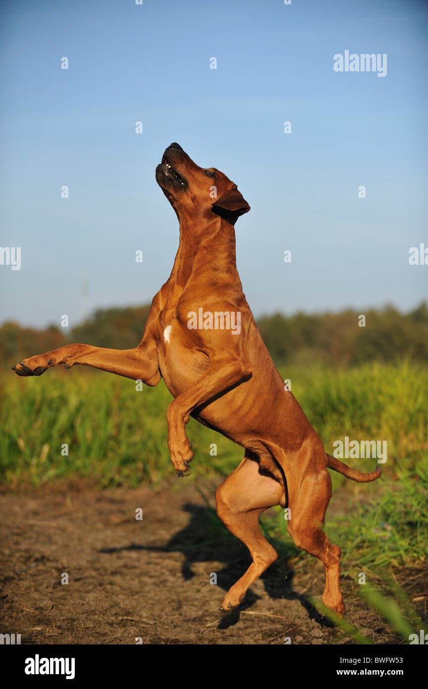 jumping Rhodesian Ridgeback Stock Photo - Alamy
