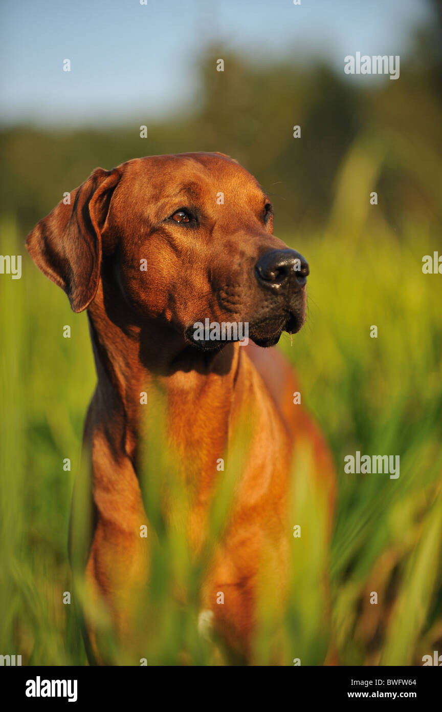 Rhodesian Ridgeback Portrait Stock Photo - Alamy