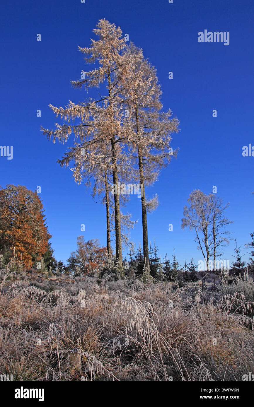 UK Britain Frosted Larch Trees Stock Photo - Alamy