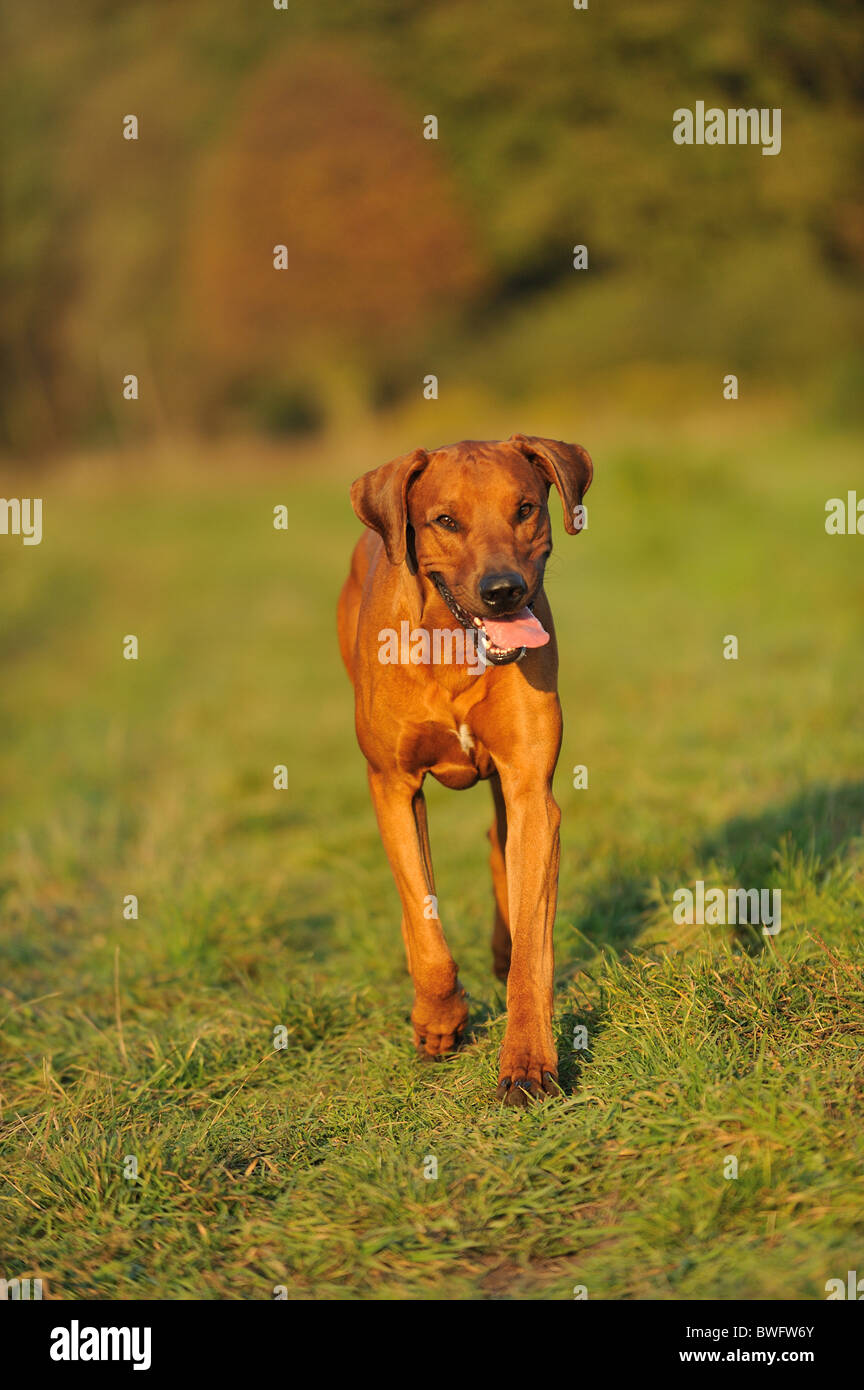 walking Rhodesian Ridgeback Stock Photo - Alamy