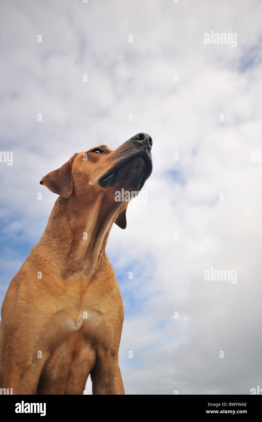 Rhodesian Ridgeback Portrait Stock Photo - Alamy