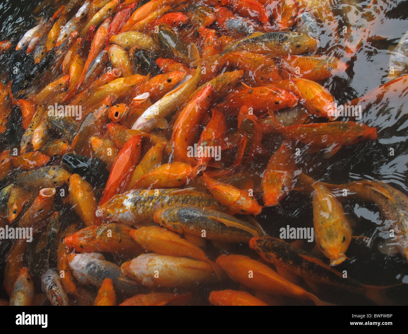 Carpas en hi-res stock photography and images - Alamy