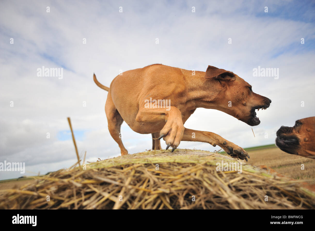 Rhodesian ridgeback teeth hi-res stock photography and images - Alamy