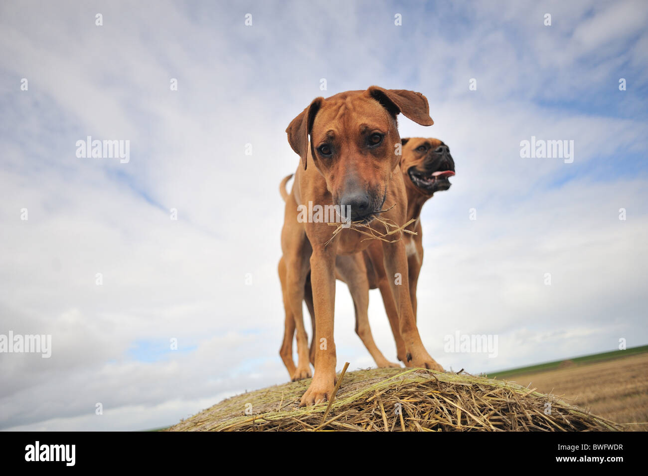 Rhodesian Ridgeback and German Boxer Stock Photo - Alamy
