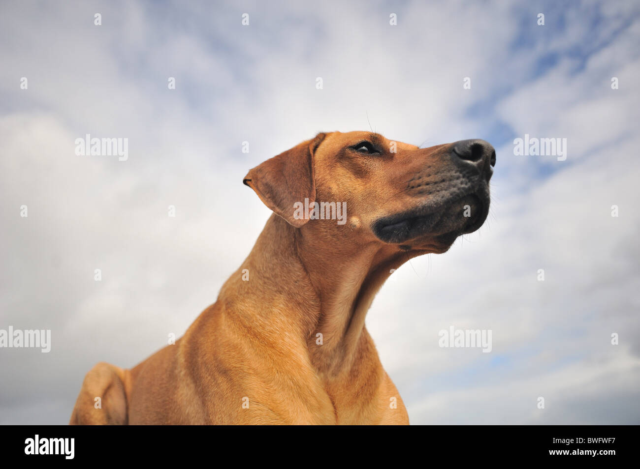 Rhodesian Ridgeback Portrait Stock Photo - Alamy