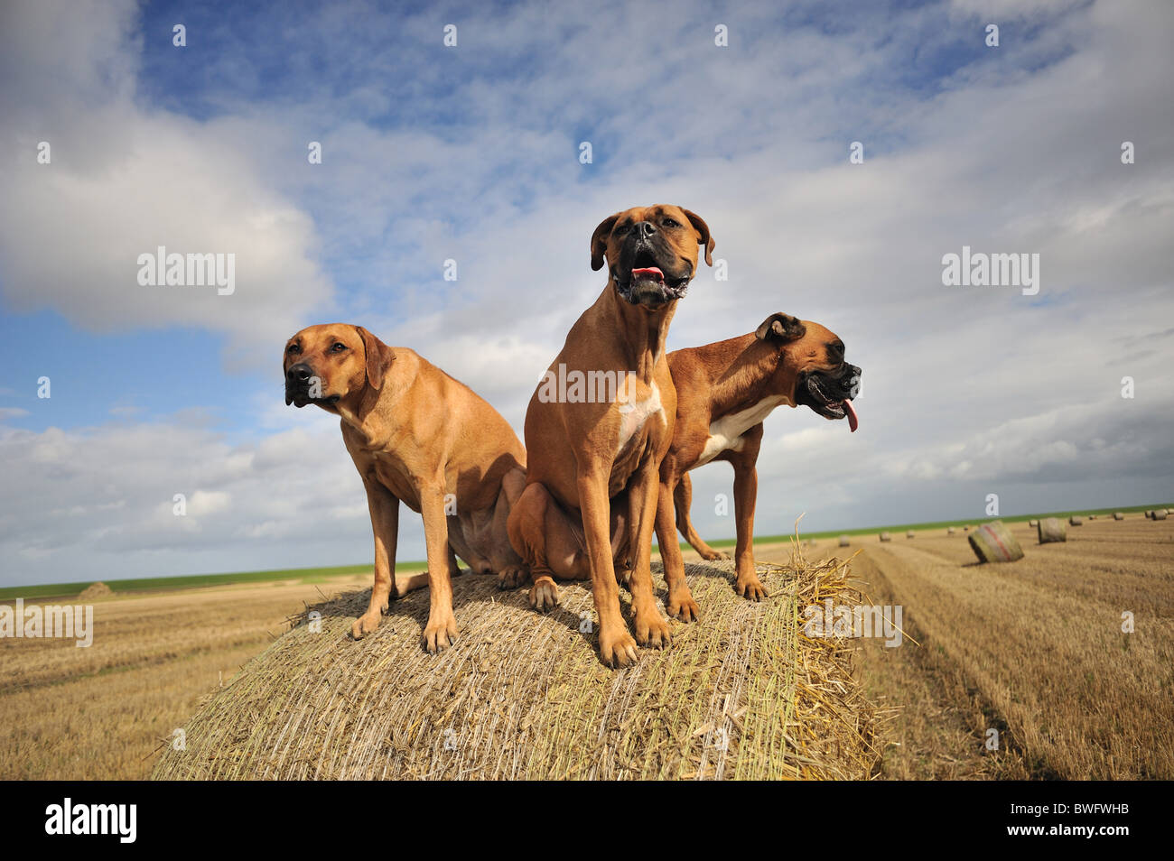 Boxer Rhodesian Ridgeback
