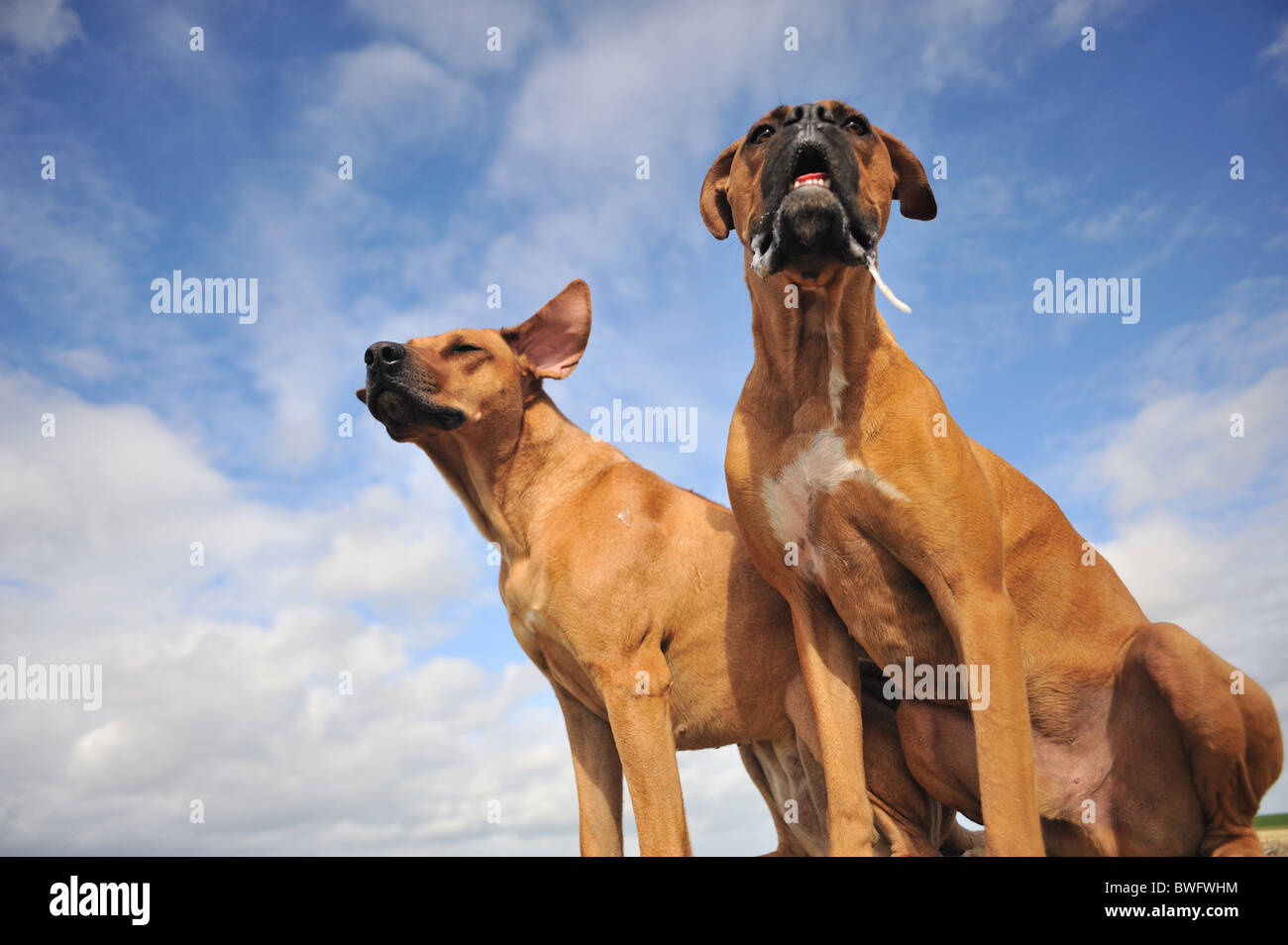Rhodesian Ridgeback and German Boxer Stock Photo - Alamy