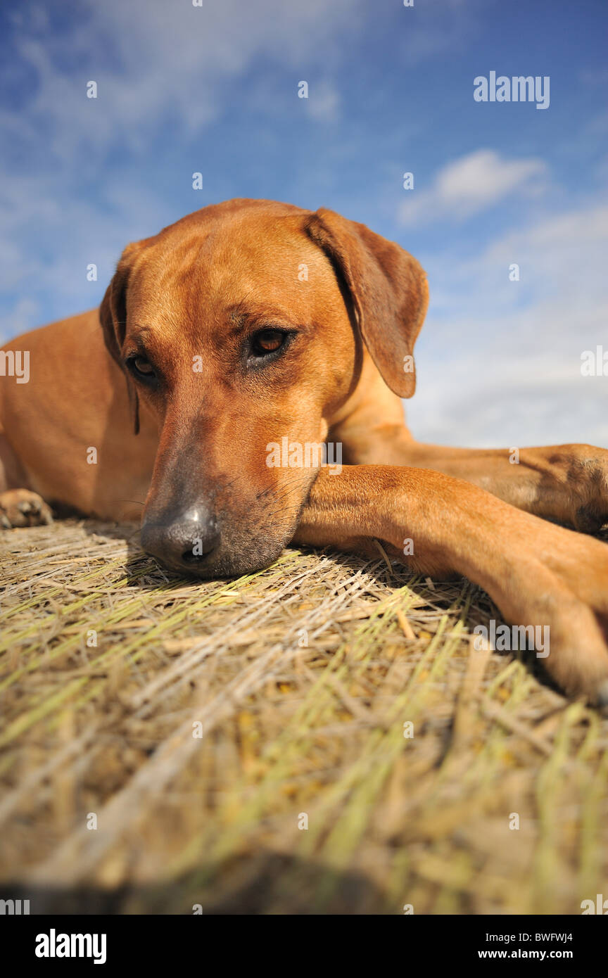 Rhodesian ridgeback dog laying down hi-res stock photography and images ...