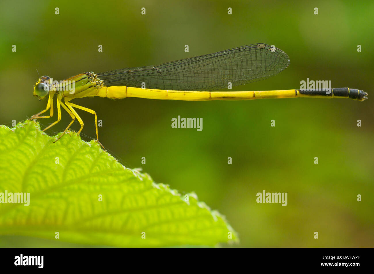 Chinese insect hi-res stock photography and images - Alamy