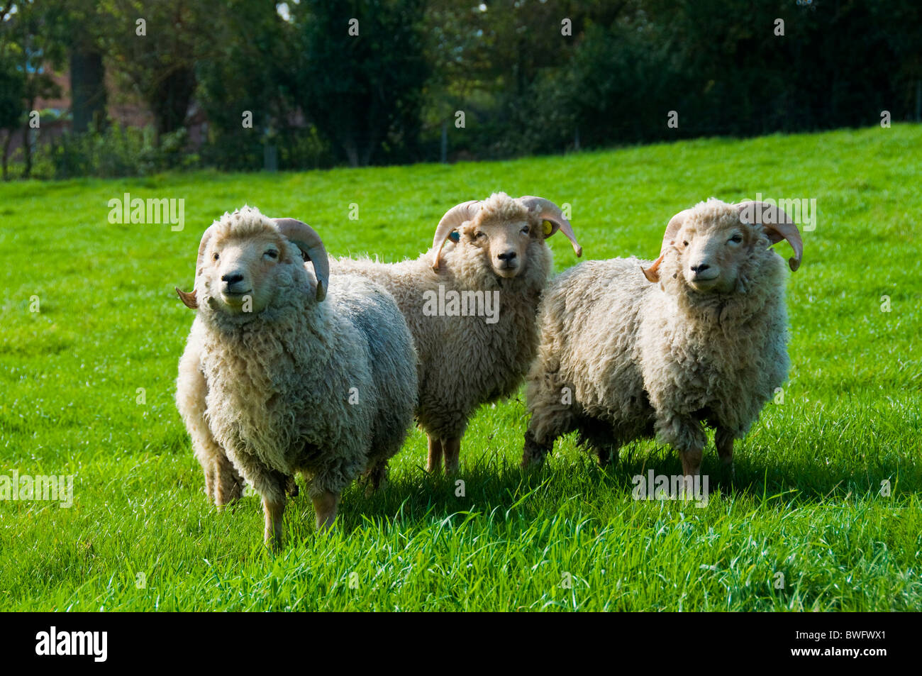 3 rams hi-res stock photography and images - Alamy