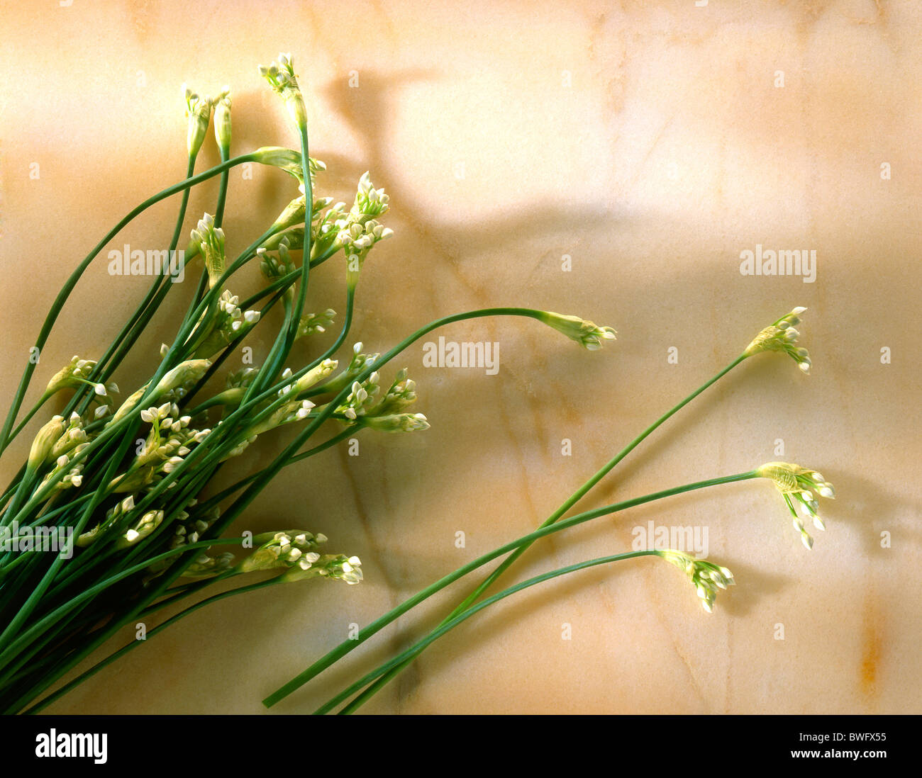 Budding chives hi-res stock photography and images - Alamy
