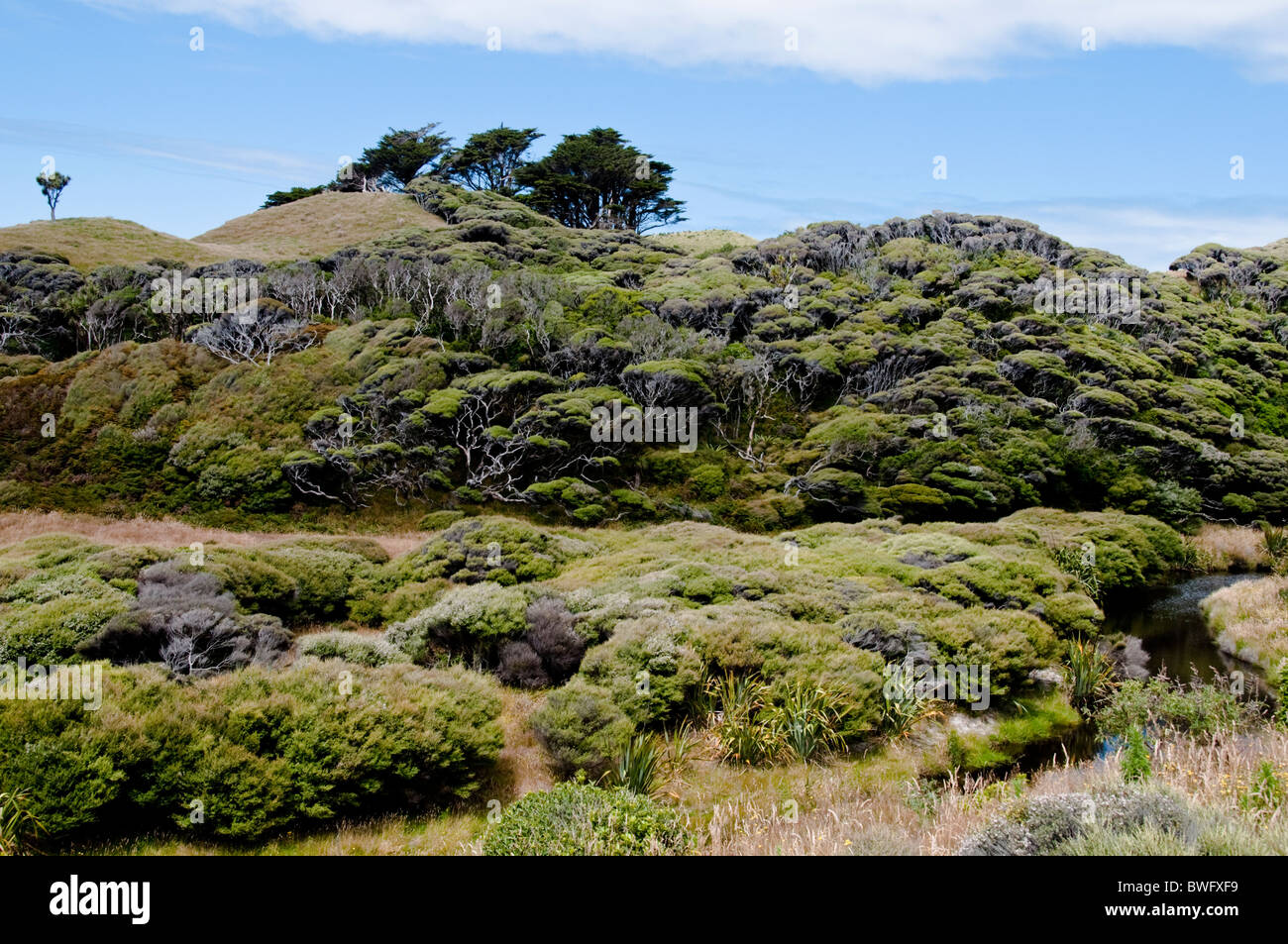 Farewell Spit,Golden Bay,Farewell Spit Nature Reserve,Kahurangi ...