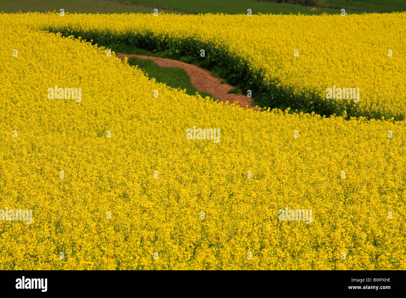 Canola eye view, Caledon district, Western Cape, South Africa Stock ...