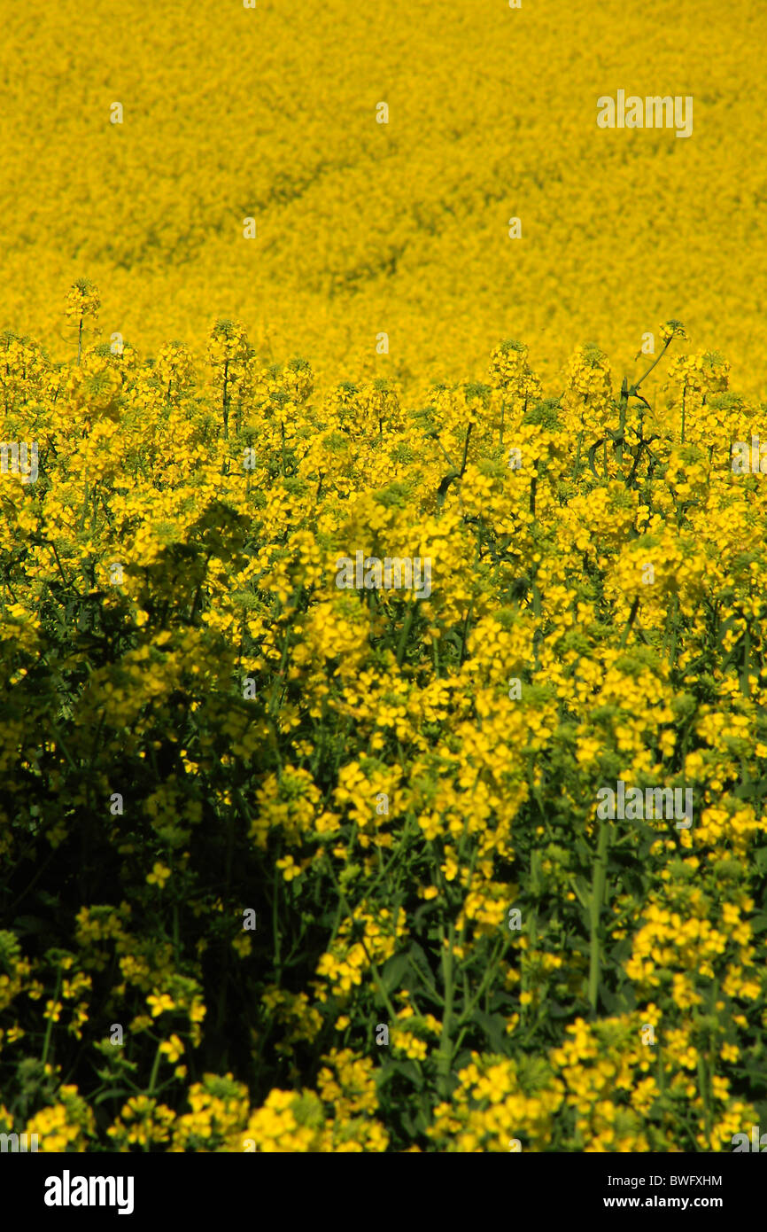 Canola field, Caledon district, Western Cape, South Africa Stock Photo ...