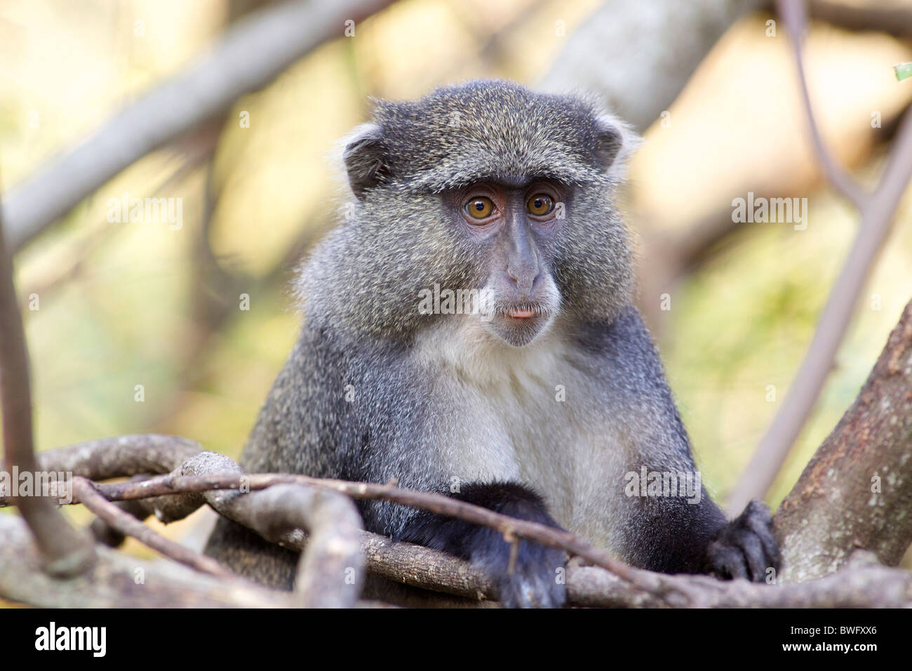 Hluhluwe imfolozi samango monkey hi-res stock photography and images ...