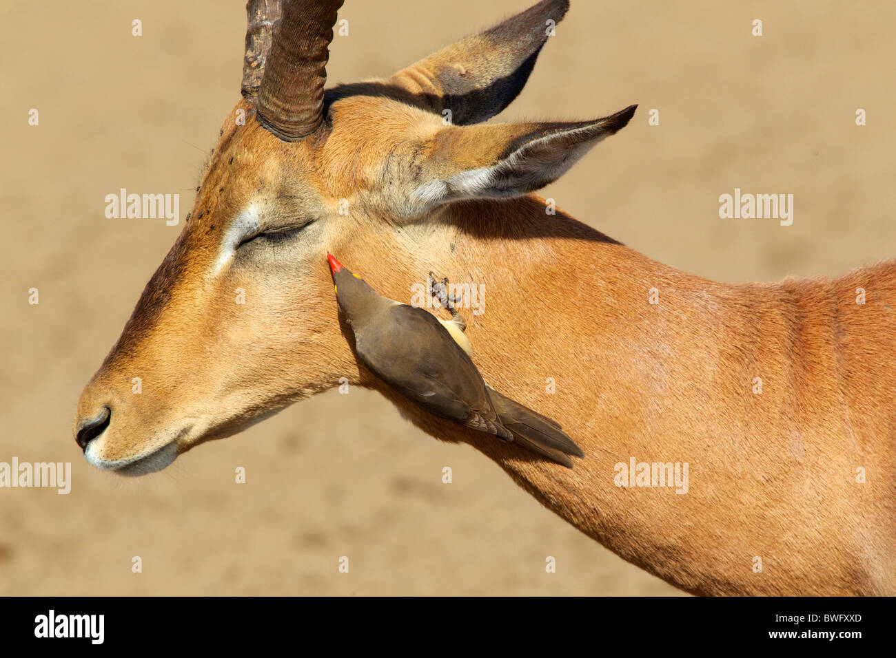 Isimangaliso wetland park people hi-res stock photography and images ...