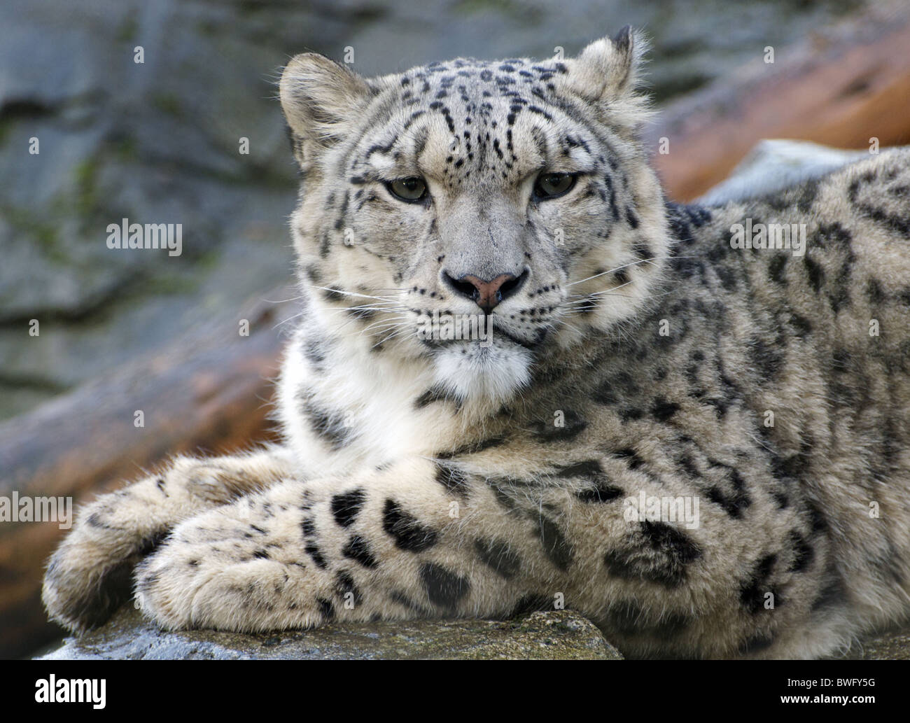 Male snow leopard looking towards camera Stock Photo - Alamy