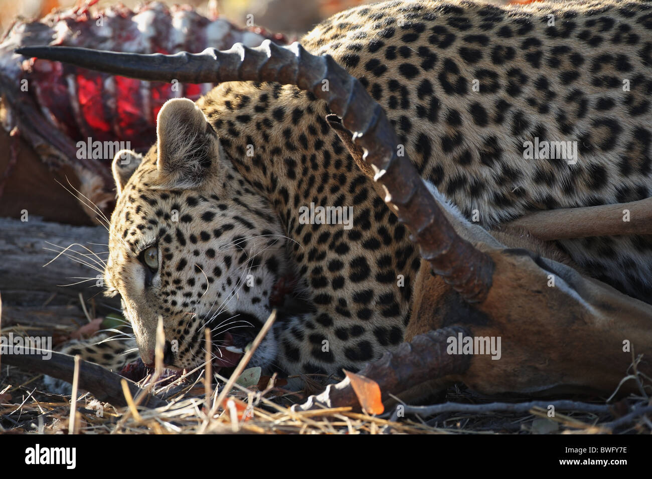 Moremi Leopard with prey, Impala buck, Okavango Delta, Game Reserve ...
