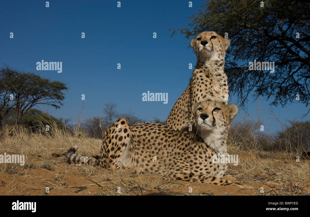 Two Cheetahs (Acinonyx Jubatus) sitting on ground, Namibia Stock Photo ...