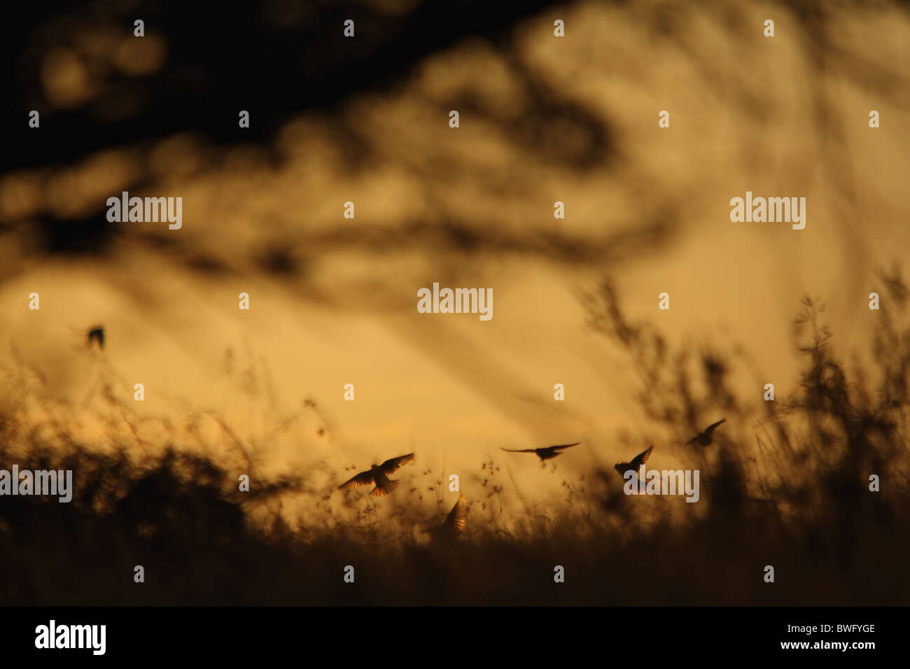 Wattled Starling, flock flying over grasses, Palmietpan Farm ...