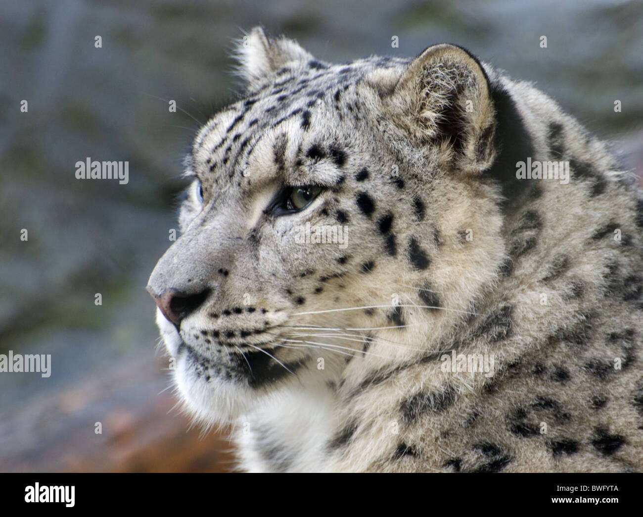 Leopard headshot hi-res stock photography and images - Alamy