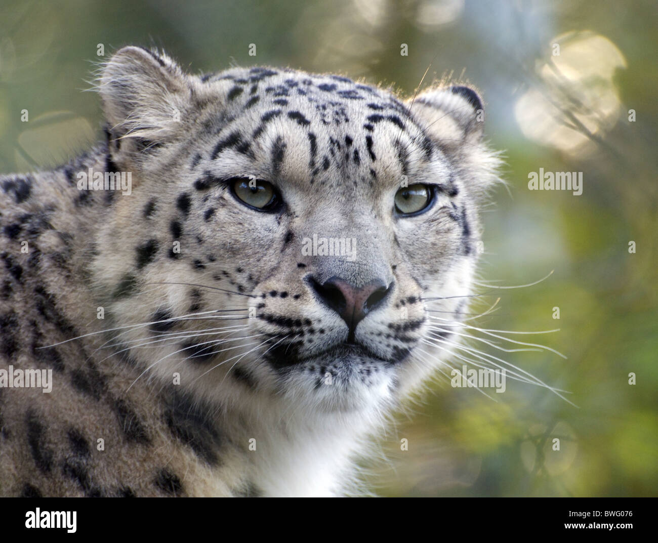Female snow leopard looking towards camera Stock Photo - Alamy