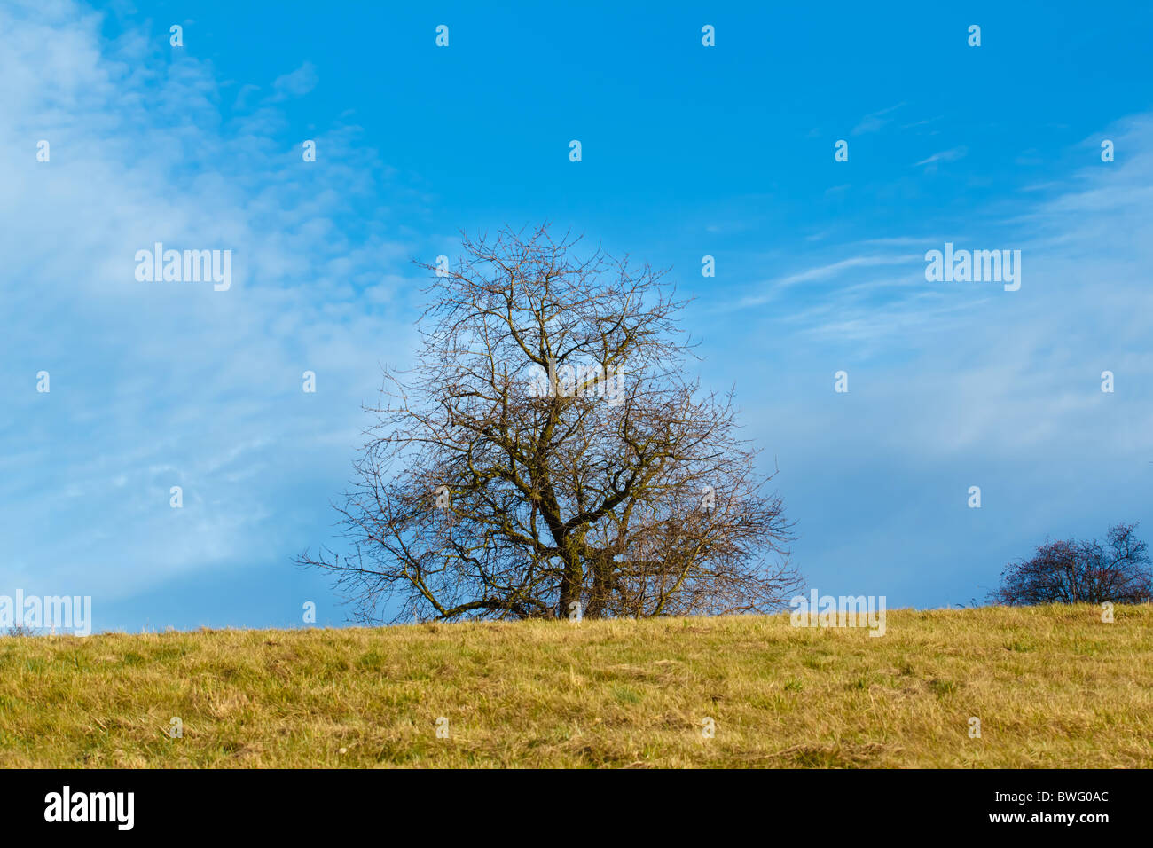 Nice autumn landscape with trees and blue sky Stock Photo - Alamy