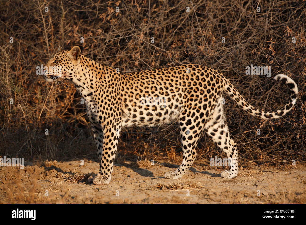 Kalahari Leopard, Kgalagadi Transfrontier Park, Republic of South ...