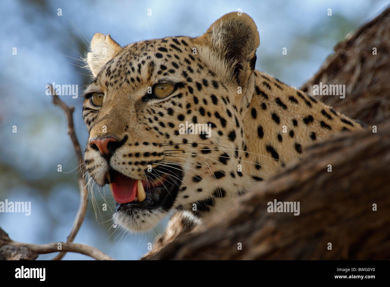 Portrait of a Kalahari Leopard in acacia tree, Kgalagadi Transfrontier ...